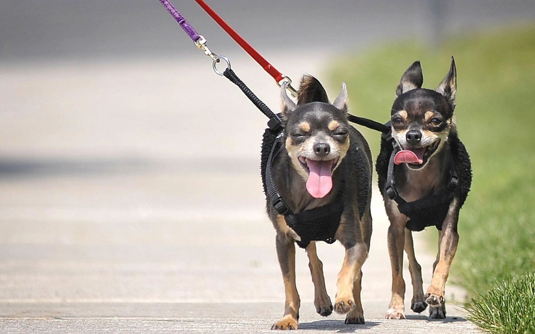 What Makes a Registry a Brand? Building National Trust with DocuPet ...